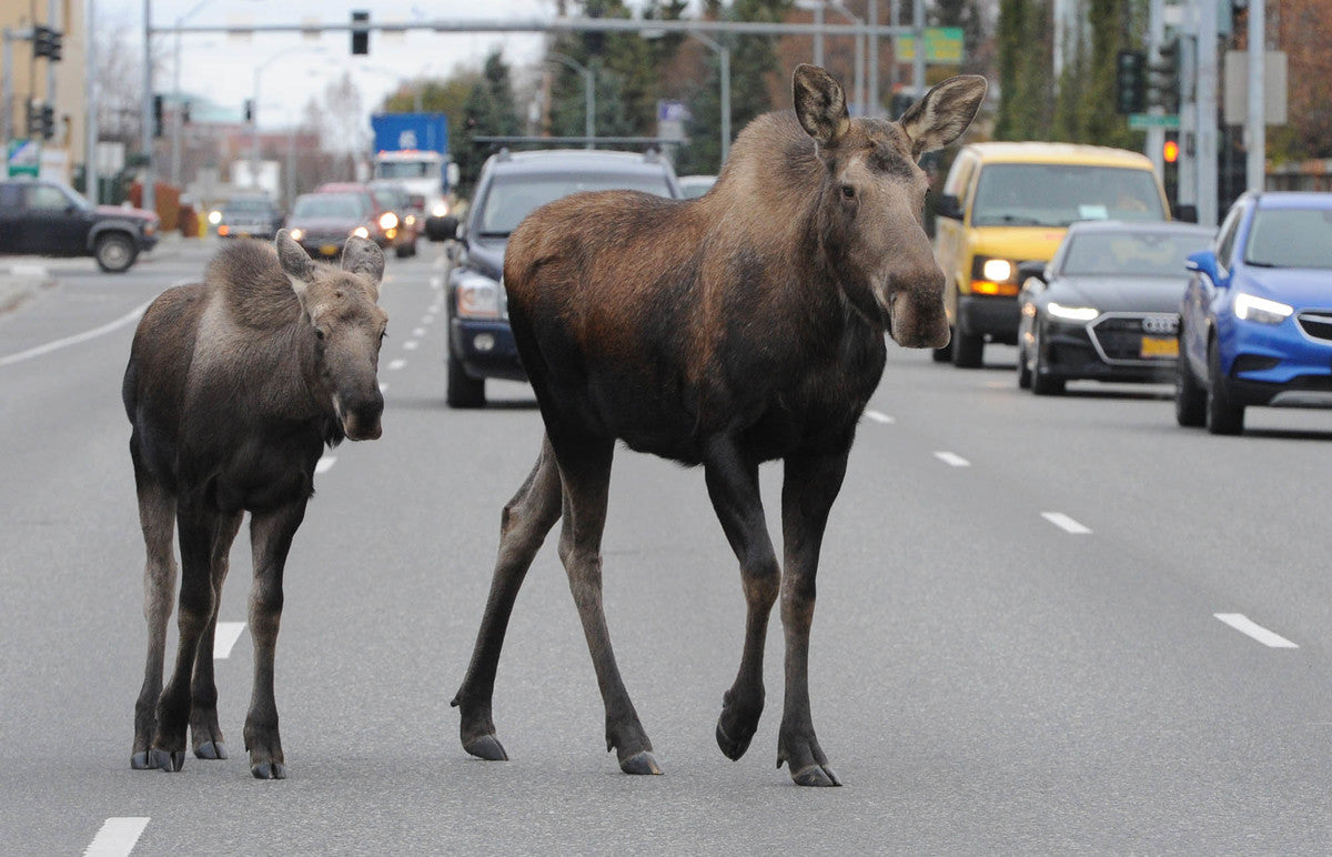 Moose Calendar Photo - October 2024 – Anchorage Daily News Store