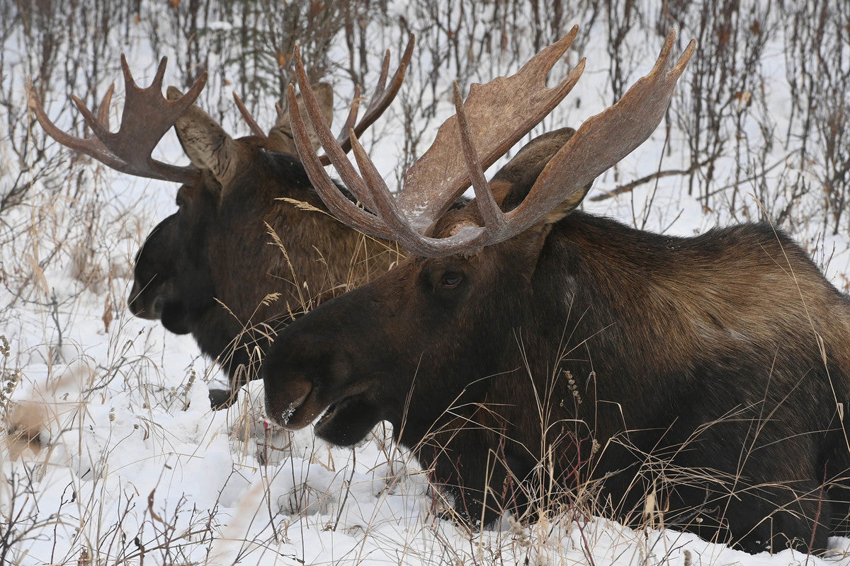 Moose Calendar Photo - November 2024 – Anchorage Daily News Store
