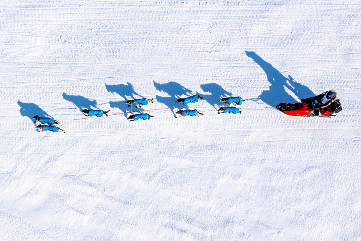 Final few miles of the Iditarod Trail Sled Dog Race – Anchorage Daily ...