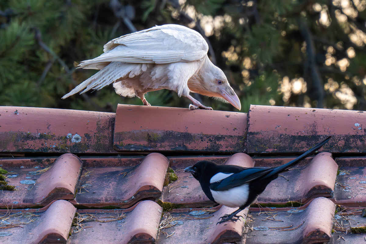 White Raven - Watches a Magpie – Anchorage Daily News Store