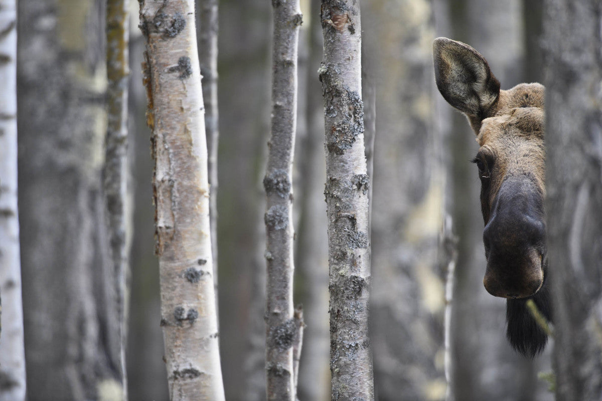 Moose Calendar Photo - April 2024 – Anchorage Daily News Store