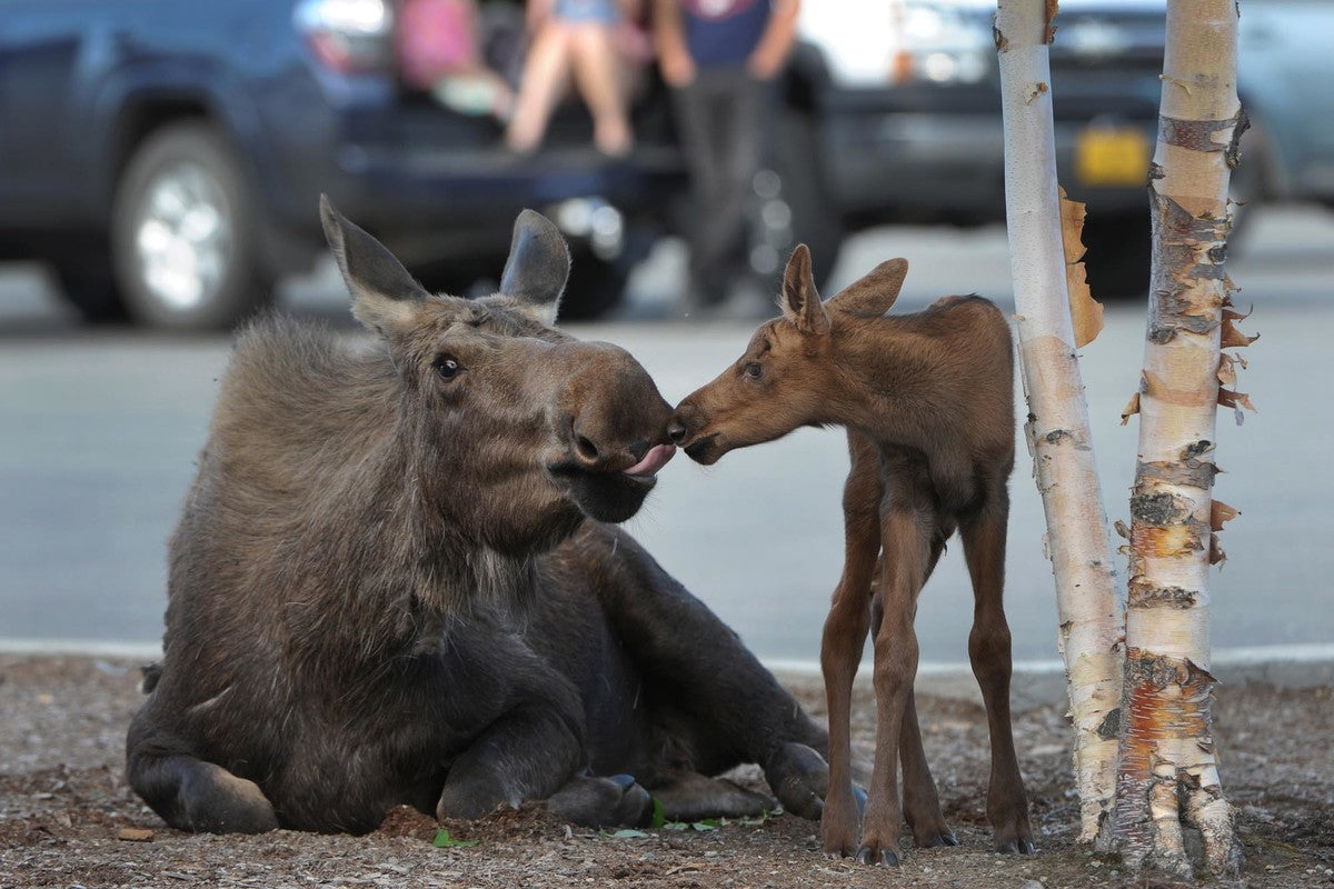 Moose Calendar Photo - June 2024 – Anchorage Daily News Store