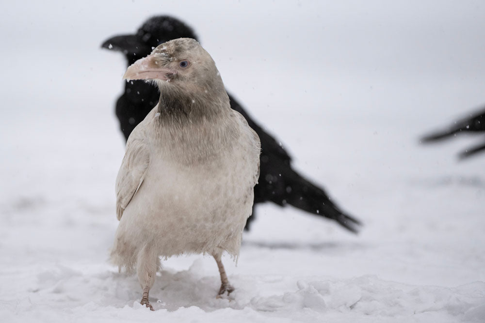 Ravens – Anchorage Daily News Store