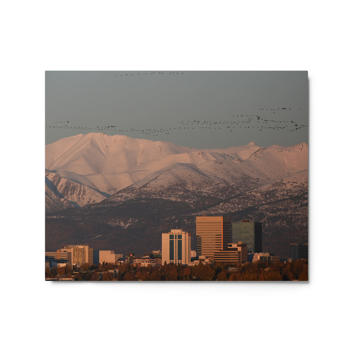 Geese over Anchorage - Metal print 16" x 20" – Anchorage Daily News Store